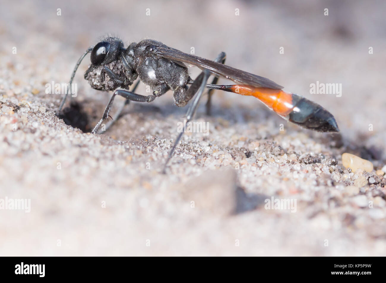 Sand digger wasp (Ammophila sabulosa) excavating nest burrow on ...
