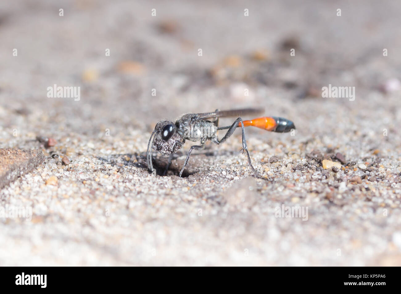 Sand digger wasp (Ammophila sabulosa) excavating nest burrow on ...