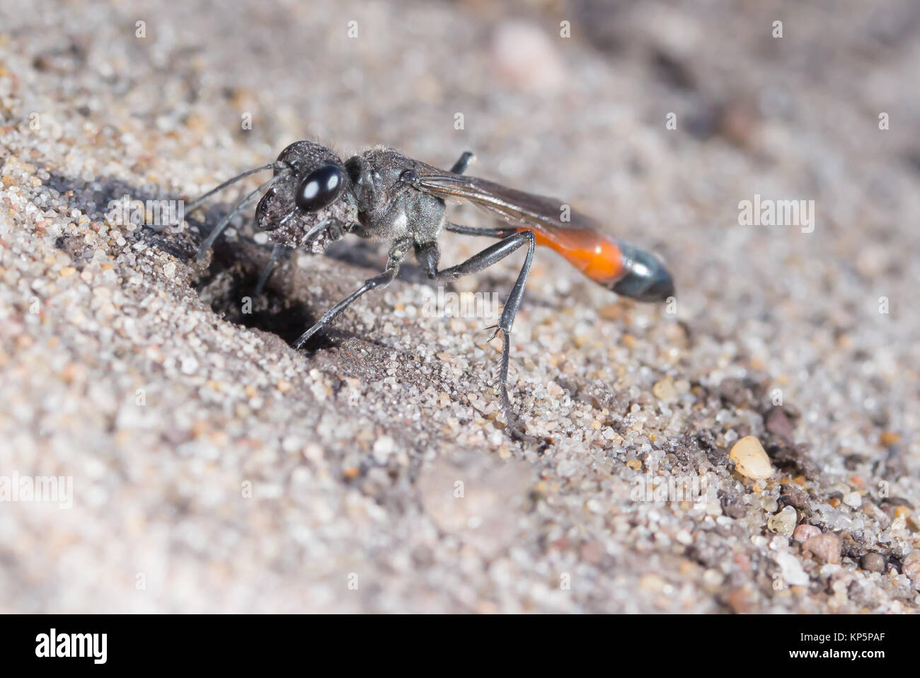 Sand digger wasp (Ammophila sabulosa) excavating nest burrow on ...