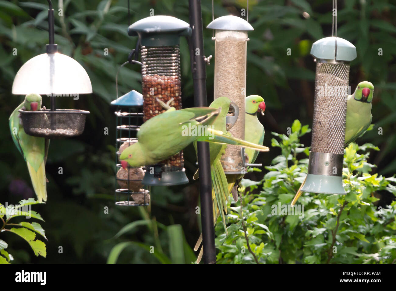 Ring-necked parakeets (Psittacula krameri) on garden bird feeder ...