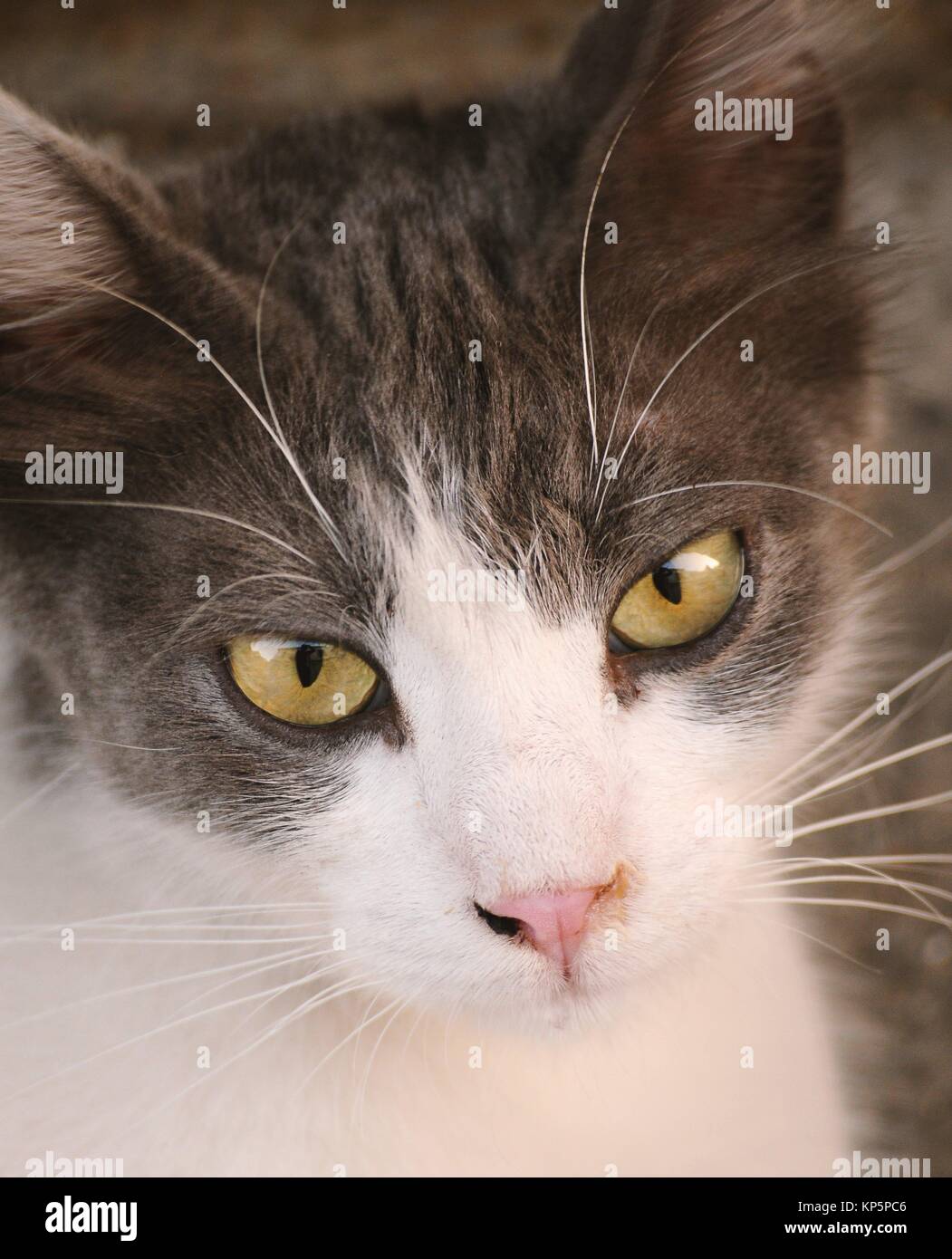 Cyprus cat in Nicosia Stock Photo - Alamy