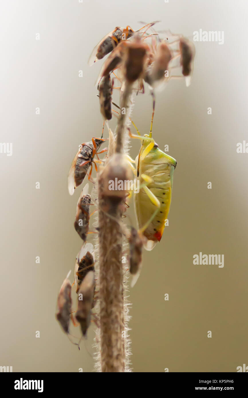 Juvenile shield bugs with adult shield bug. Dorset, UK Stock Photo - Alamy