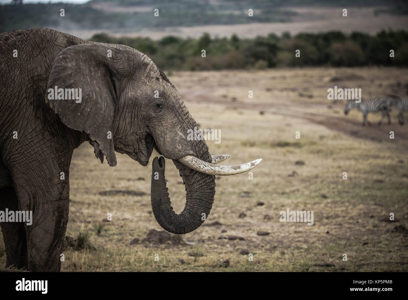 African apex predators hi-res stock photography and images - Alamy