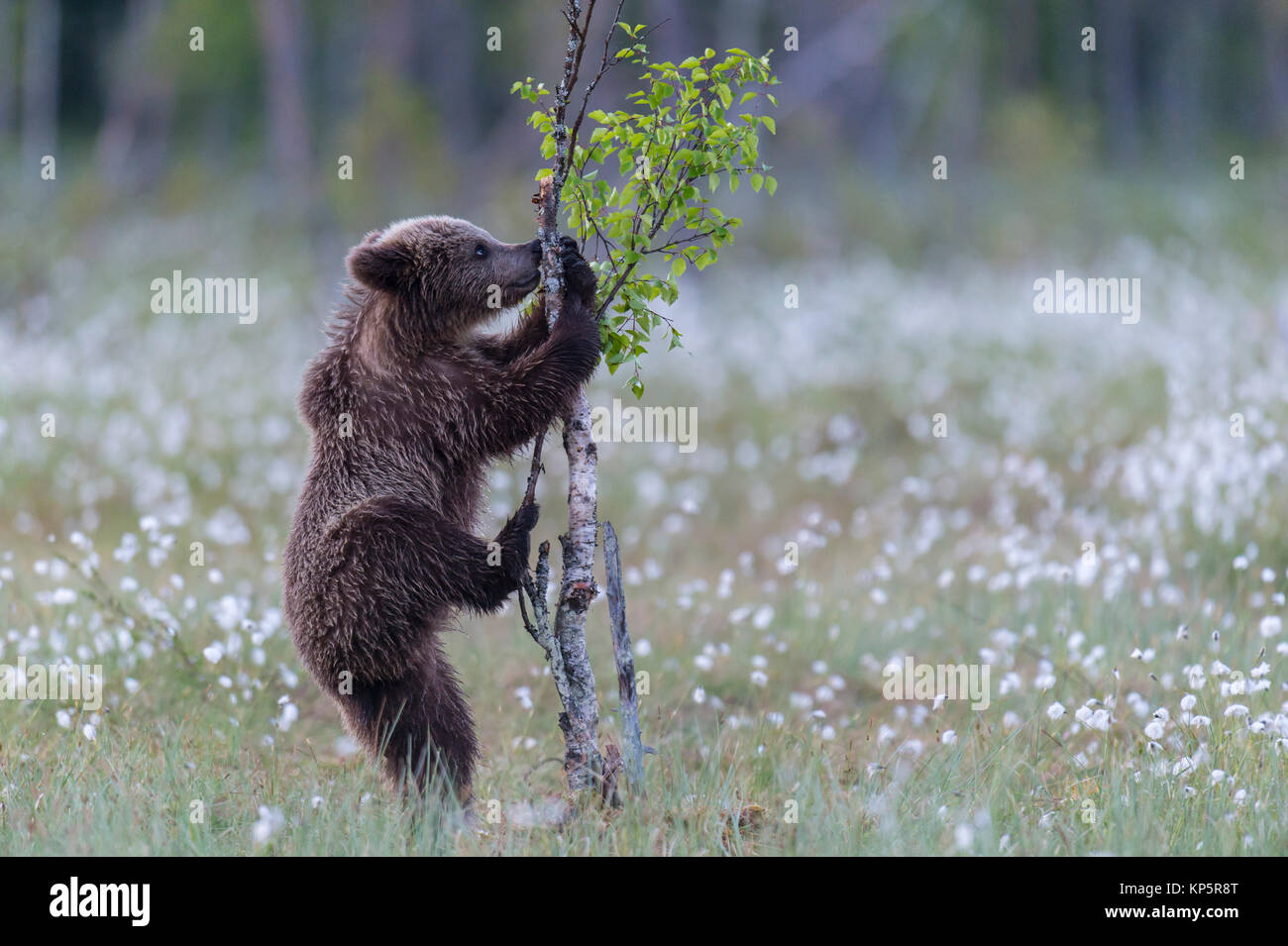 young brown bear try to climb a small birch tree Stock Photo - Alamy