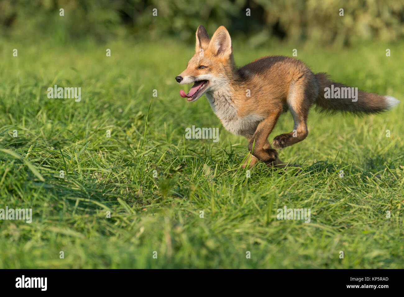 Fox running hi-res stock photography and images - Alamy