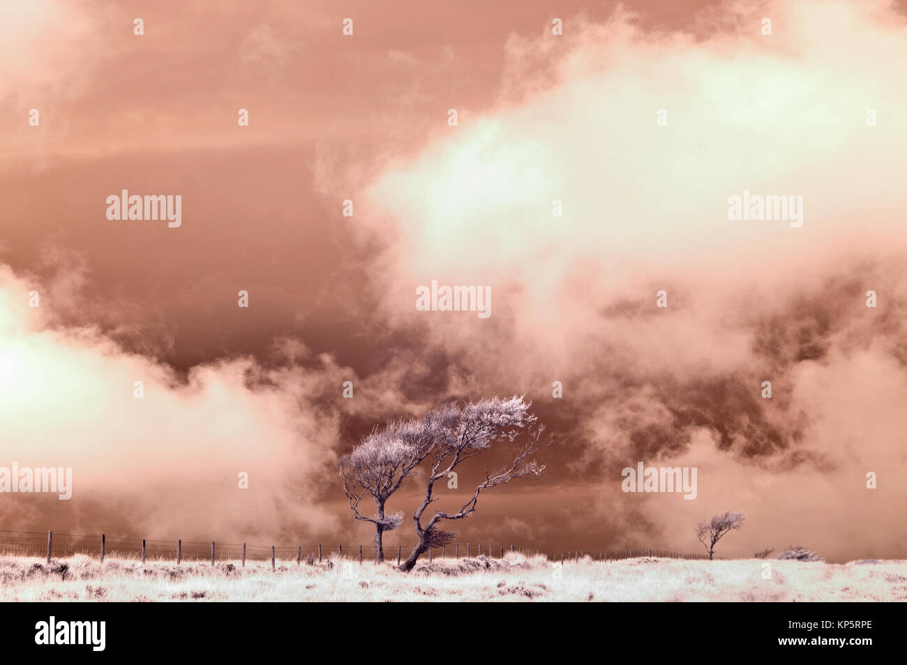 infrared picture of a lone wind swept tree against a cloudy sky at ...