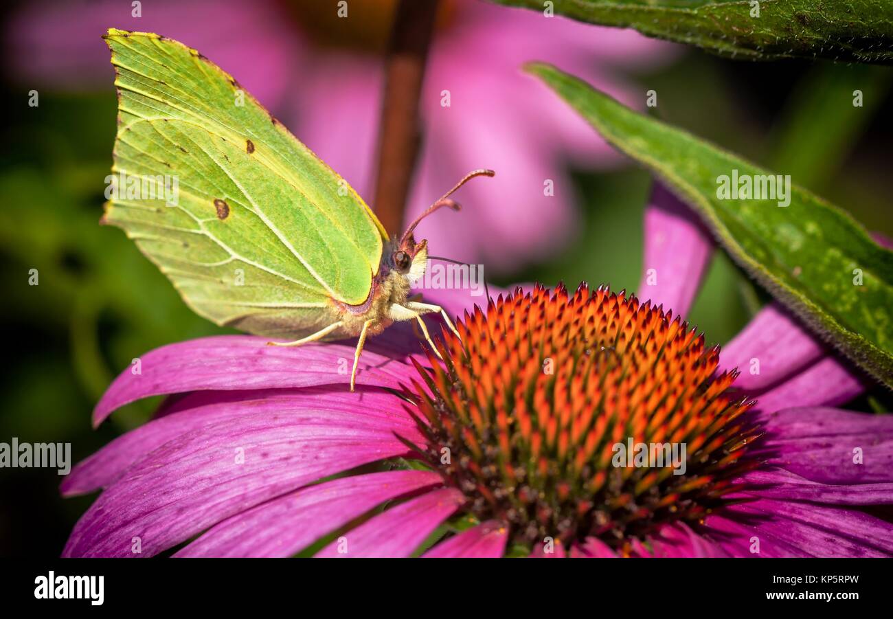 yellow butterfly on a flower Stock Photo - Alamy