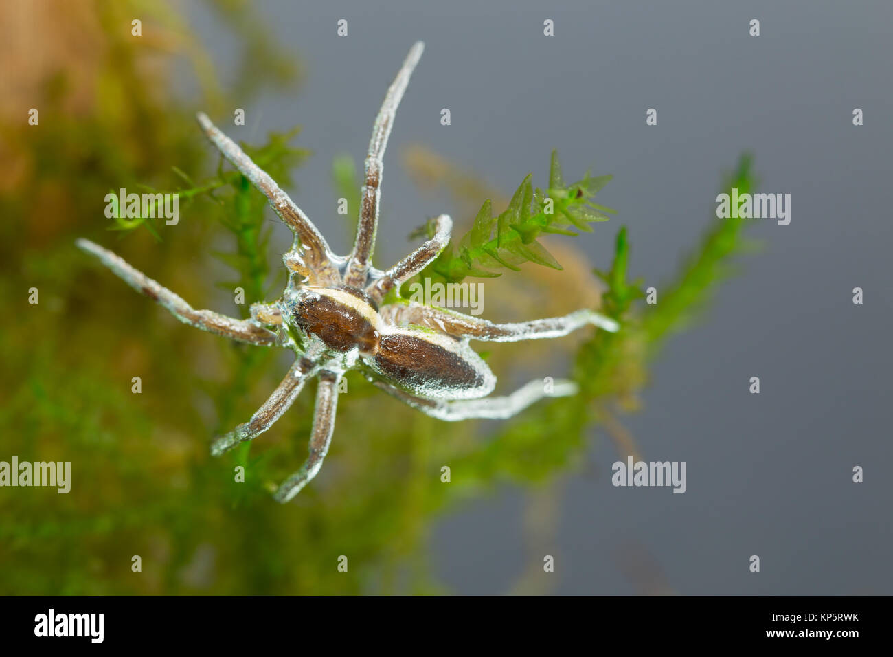 Diving raft spider Stock Photo - Alamy
