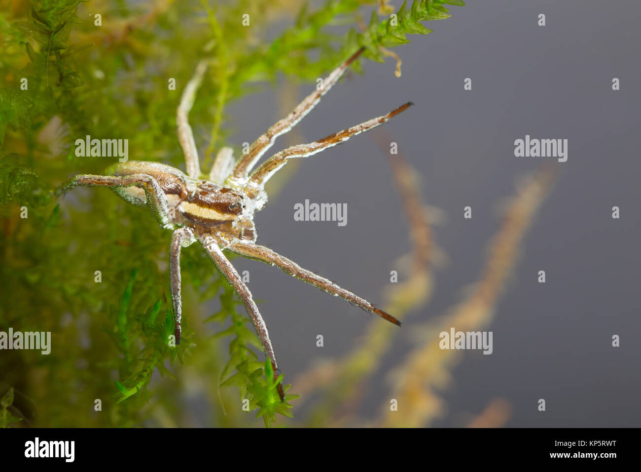 Diving raft spider Stock Photo - Alamy
