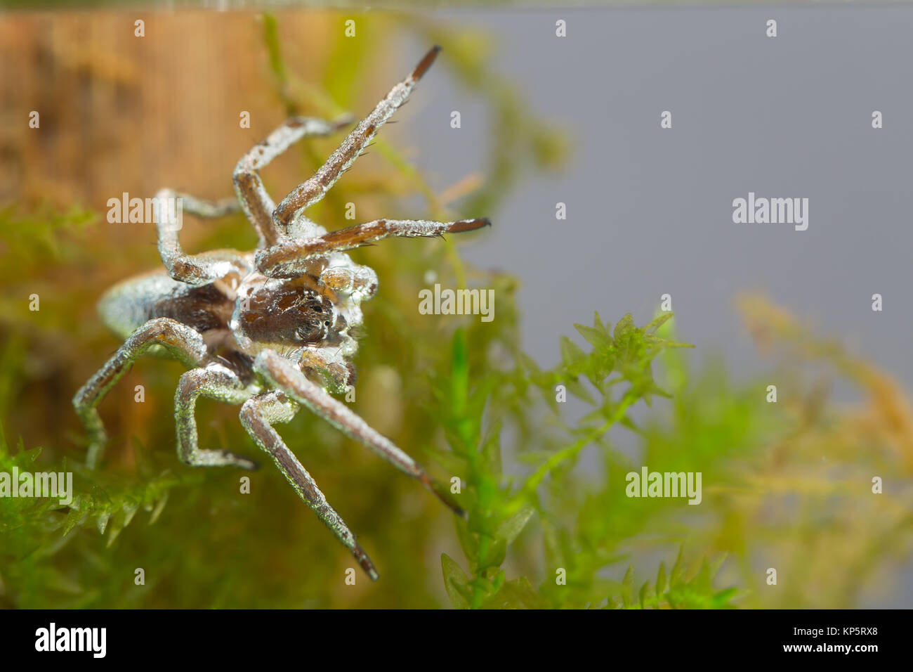 Bubble raft hi-res stock photography and images - Alamy