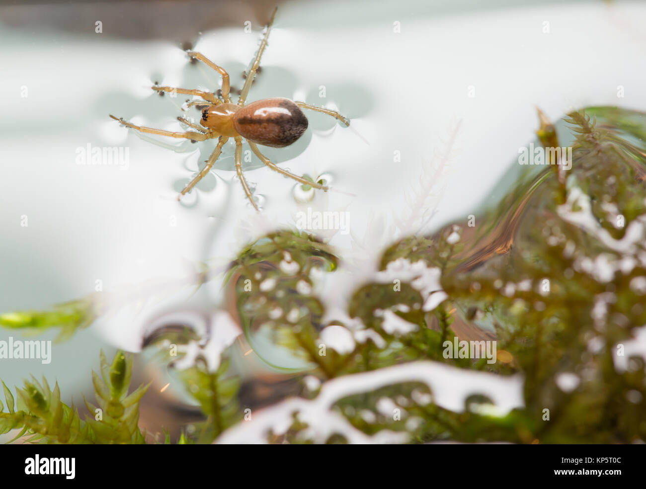 Aquatic sheet weaving spider Stock Photo - Alamy