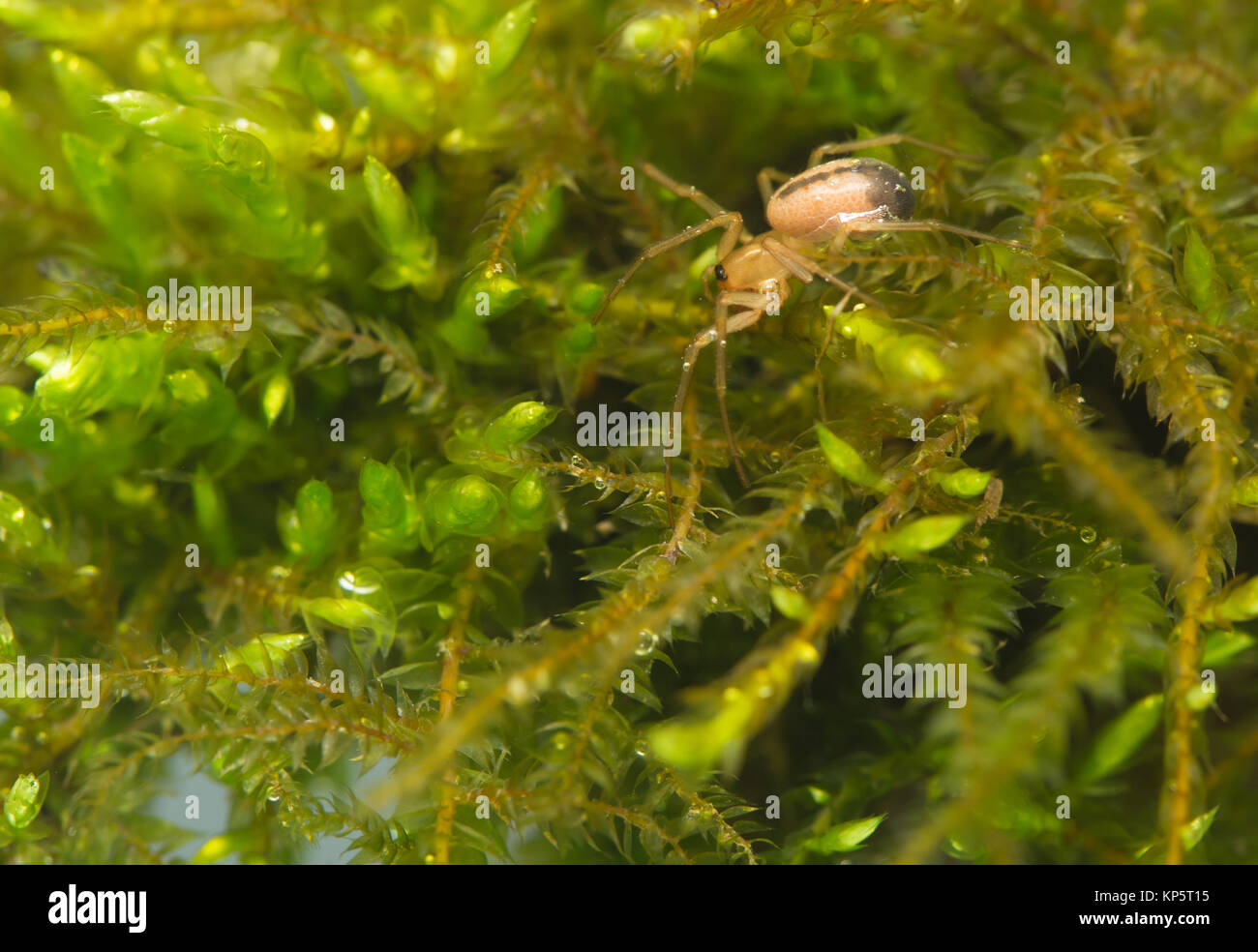 Aquatic sheet weaving spider Stock Photo - Alamy