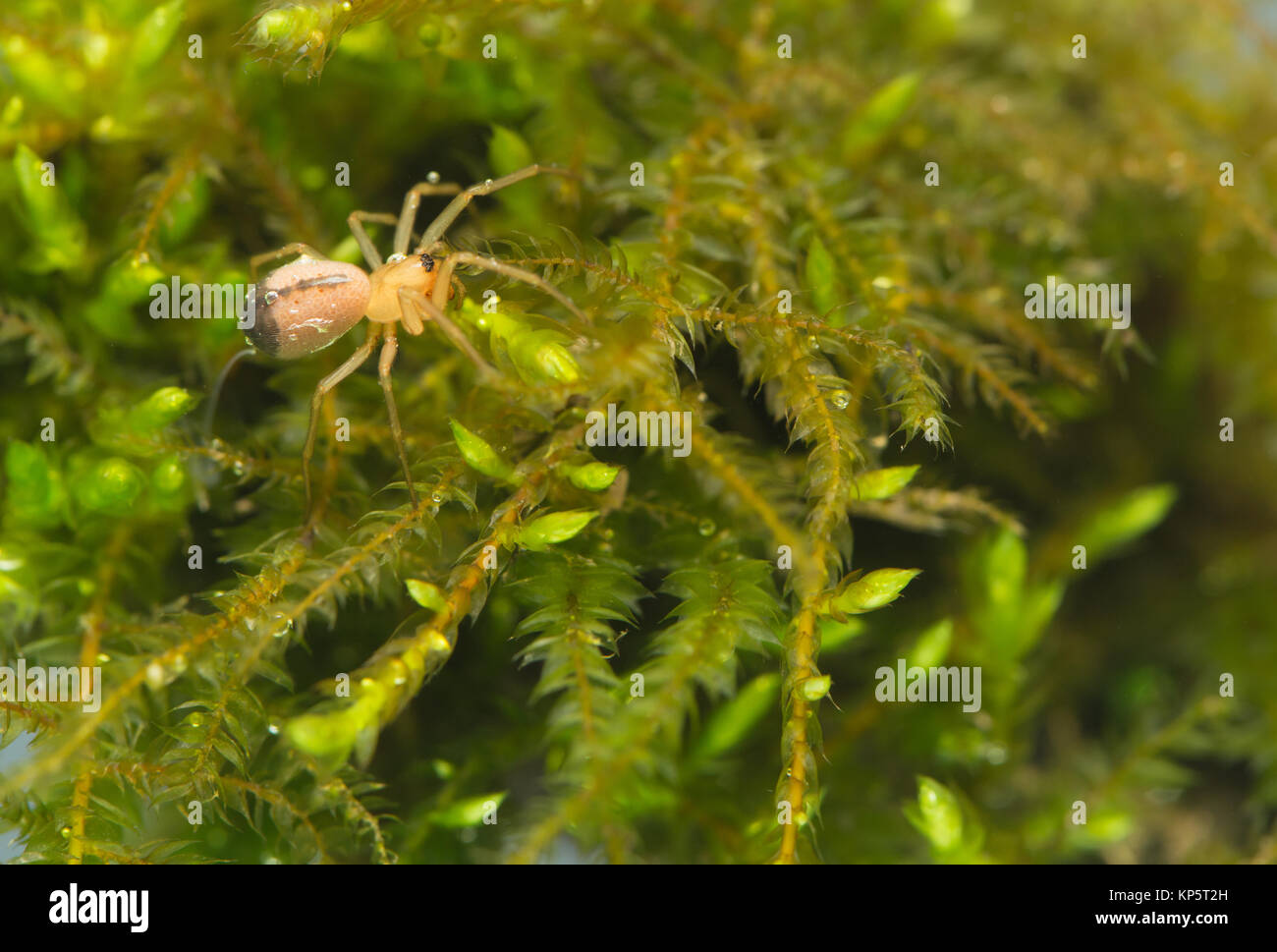 Aquatic sheet weaving spider Stock Photo - Alamy
