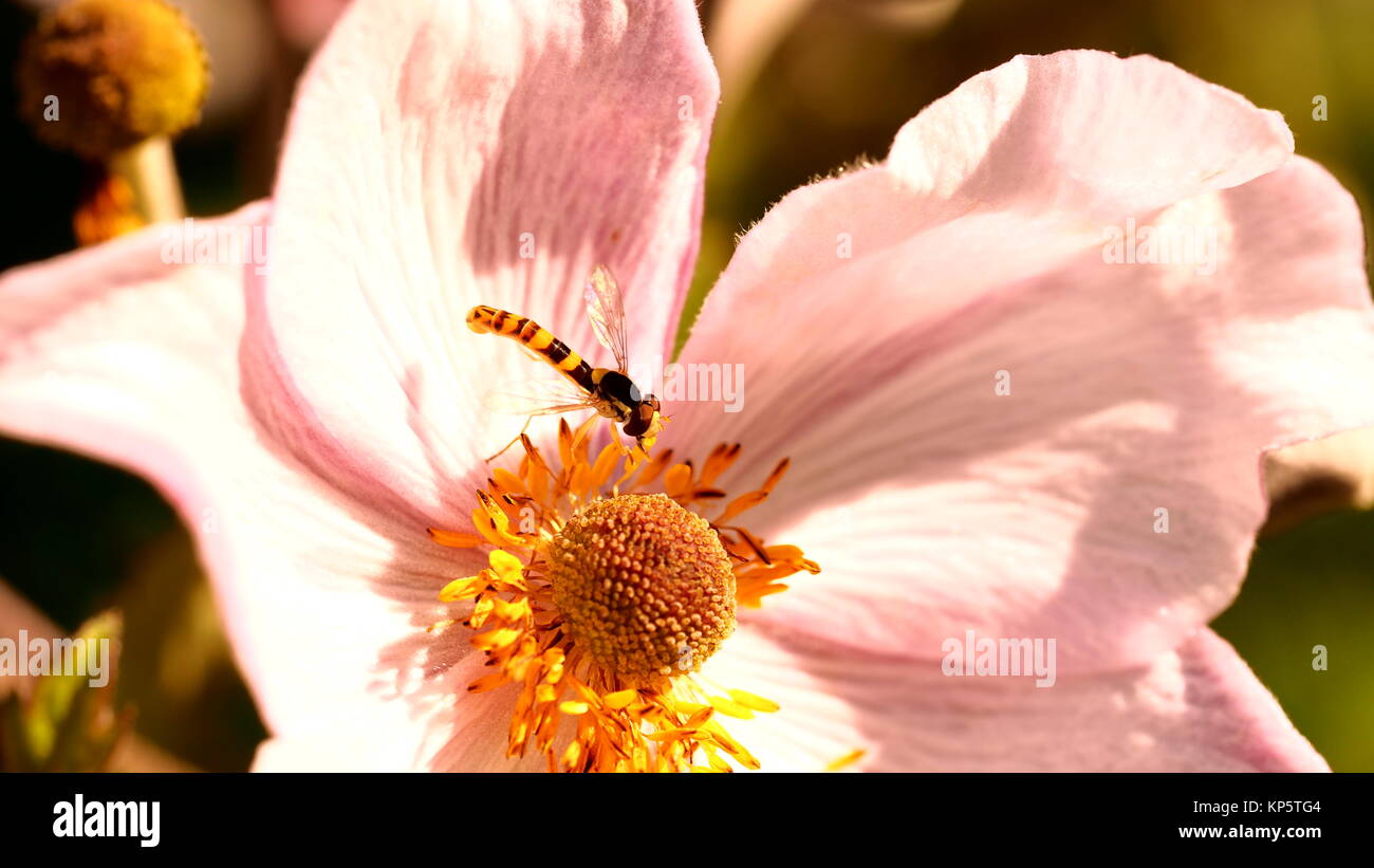 Insect view hi-res stock photography and images - Alamy
