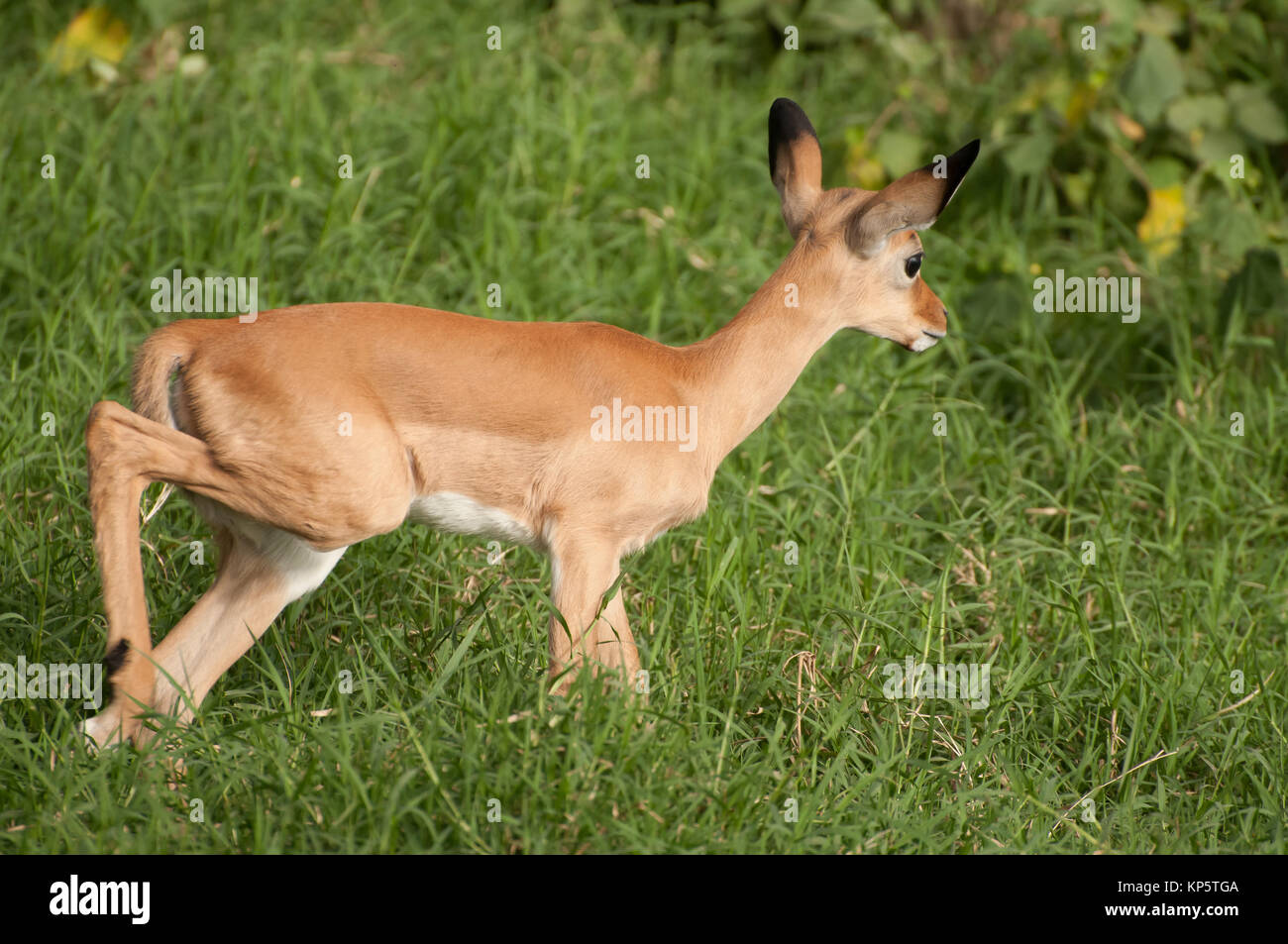 Baby animals with food hi-res stock photography and images - Alamy