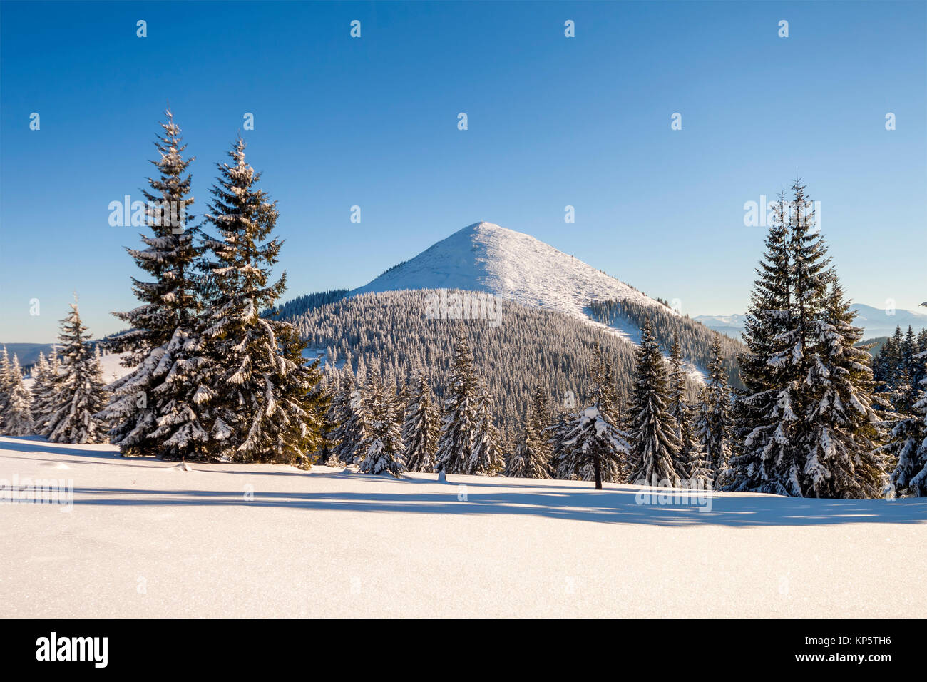 Beautiful winter panorama with fresh snow. Landscape with spruce pine ...