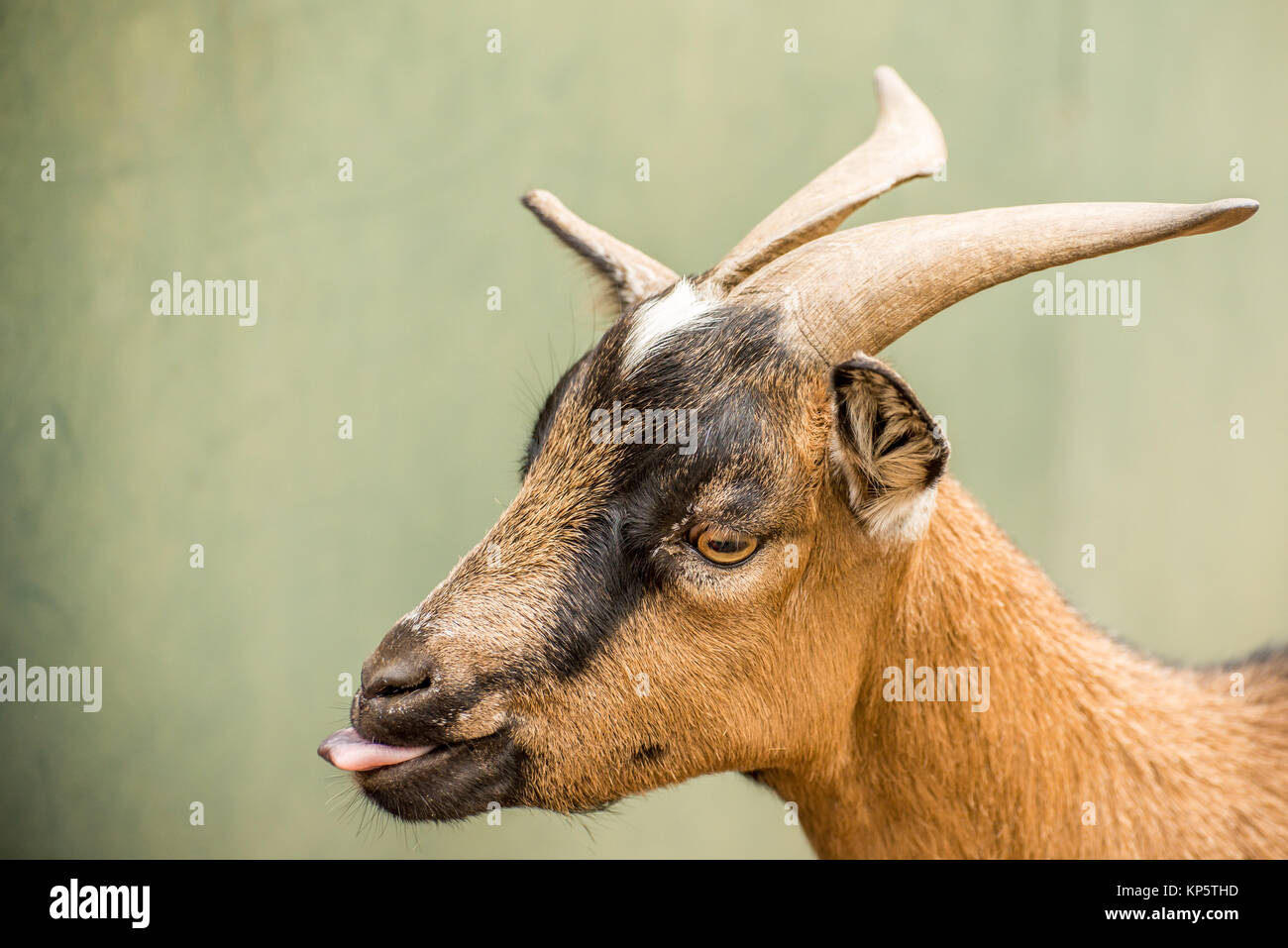 Pygmy antelope hi-res stock photography and images - Alamy