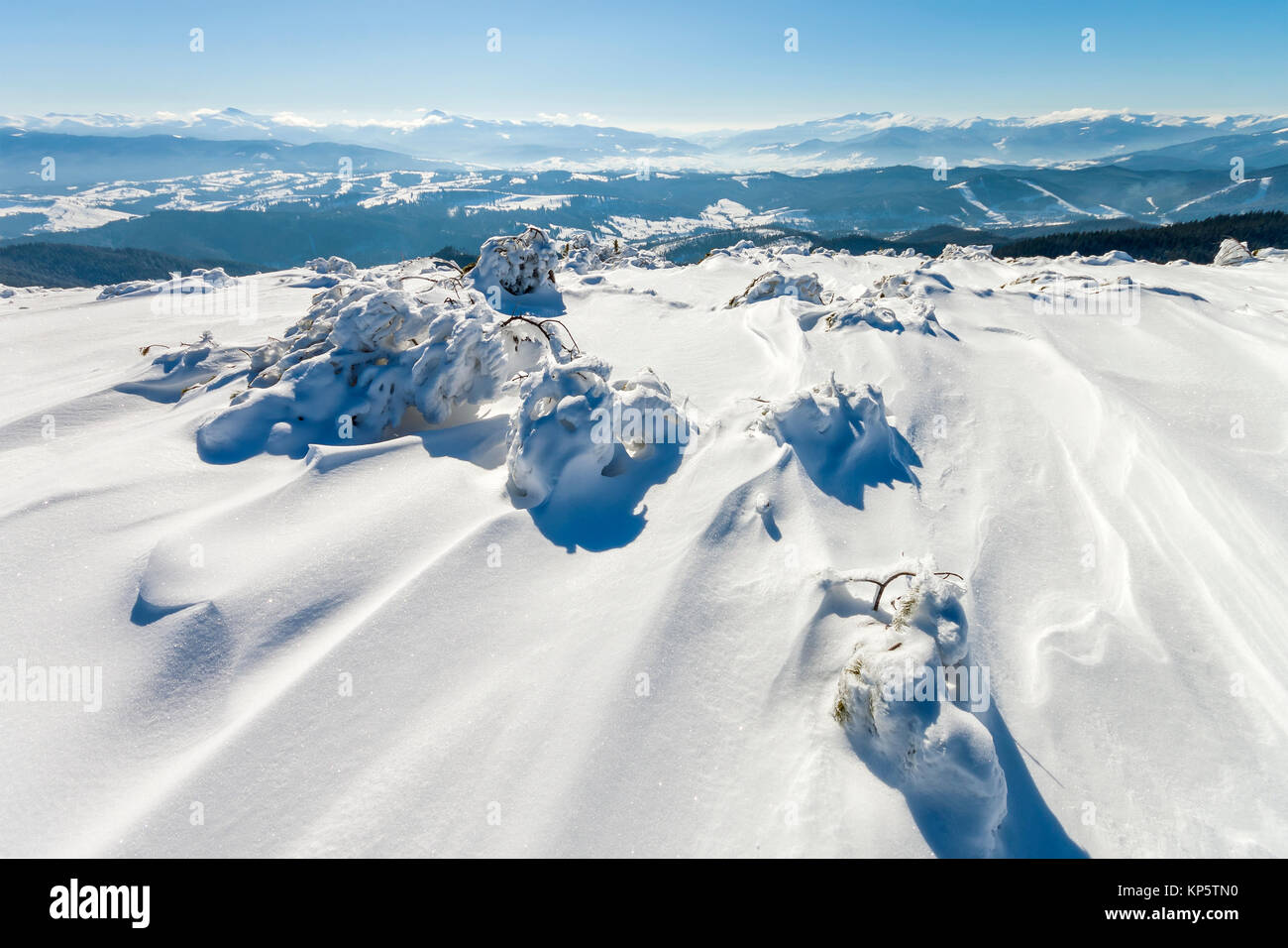 Snow covered bent little pine tree in winter mountains. Arctic ...