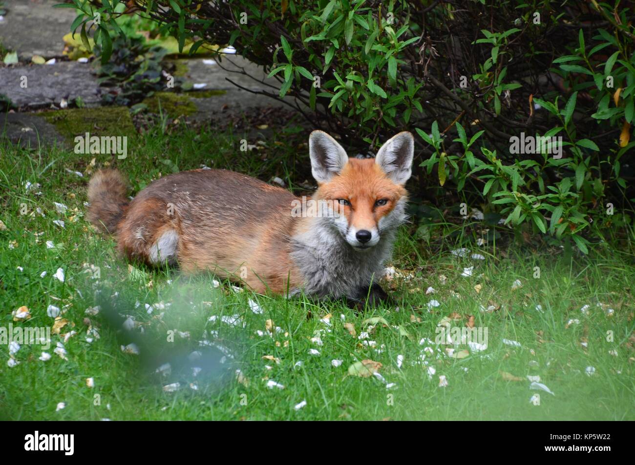 Fox lying down hi-res stock photography and images - Alamy