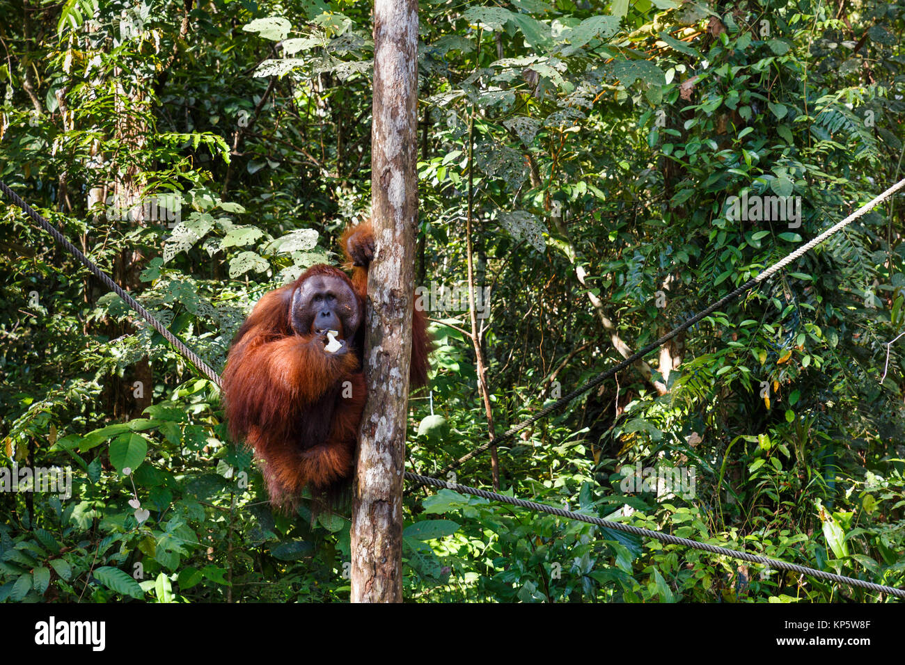 orangutan sitting in a tree Stock Photo - Alamy