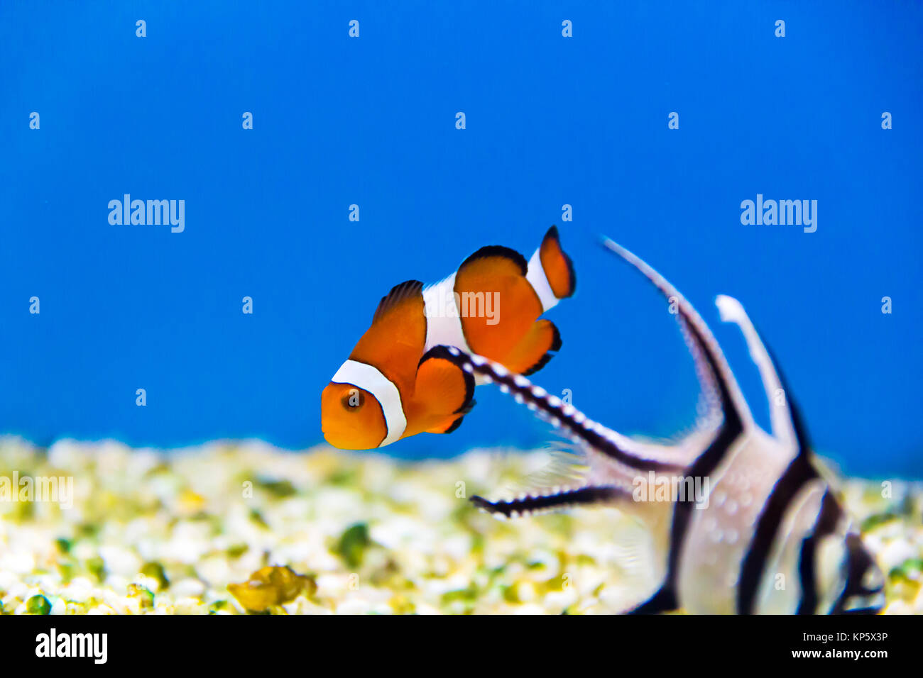 Orange small fish with white strips in an aquarium Stock Photo - Alamy