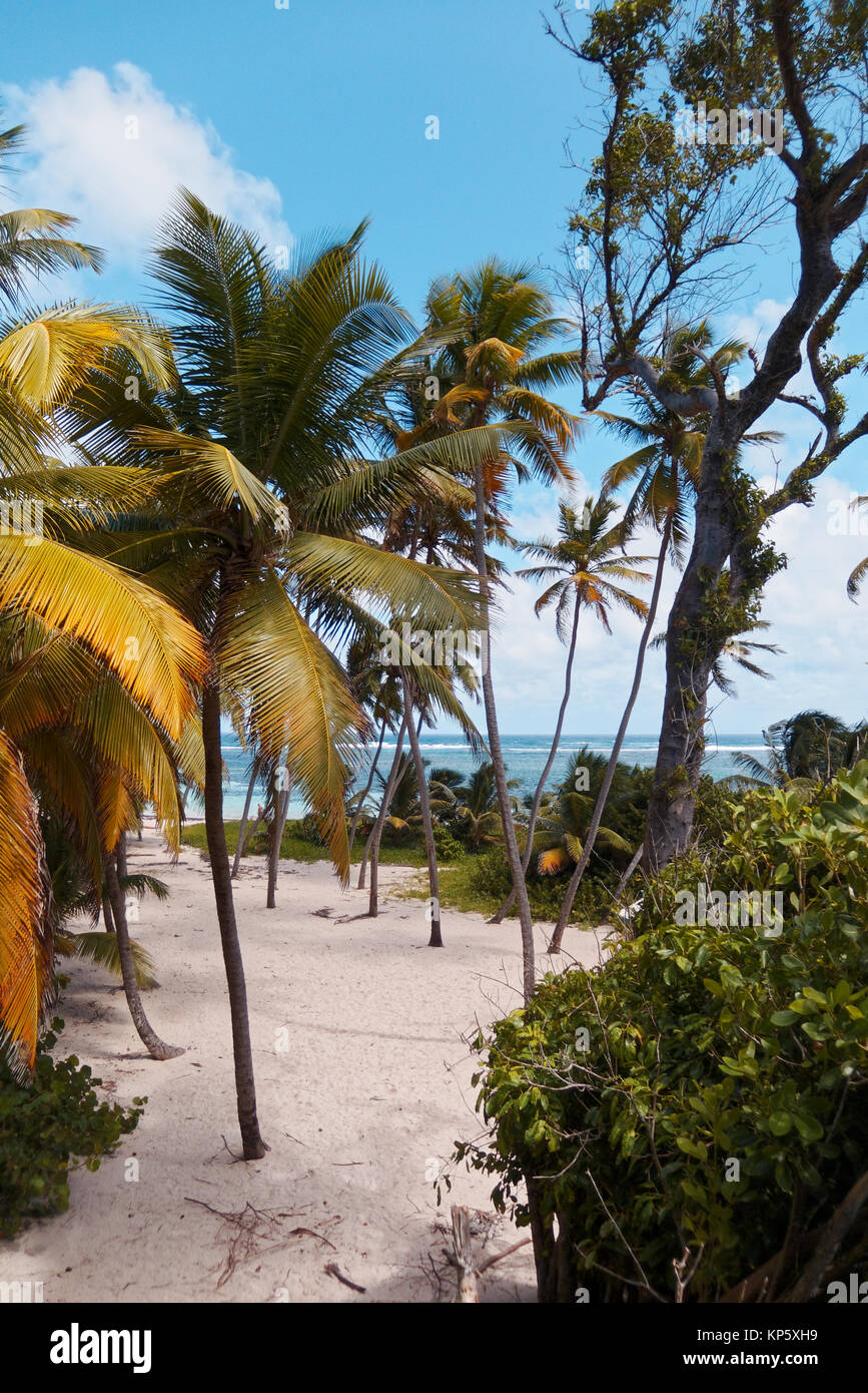 Anse Michel Beach near Cap Chevalier - Sainte Anne - Martinique - FWI ...