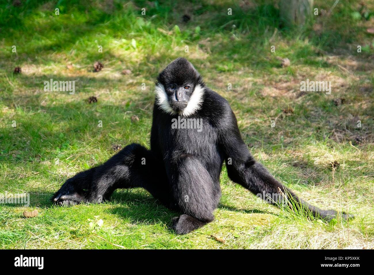 Monkey attitude hi-res stock photography and images - Alamy