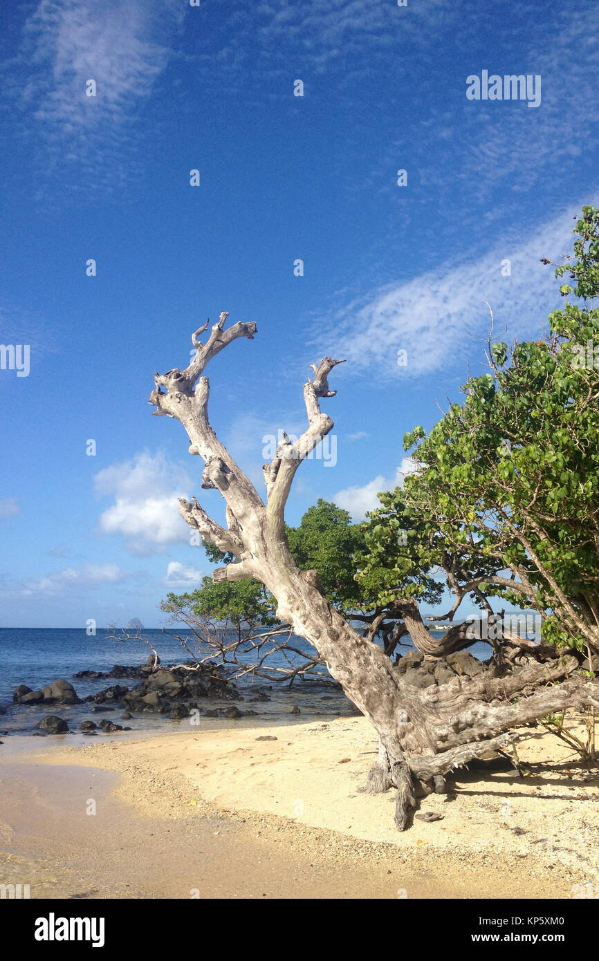 Martinique tree hi-res stock photography and images - Alamy