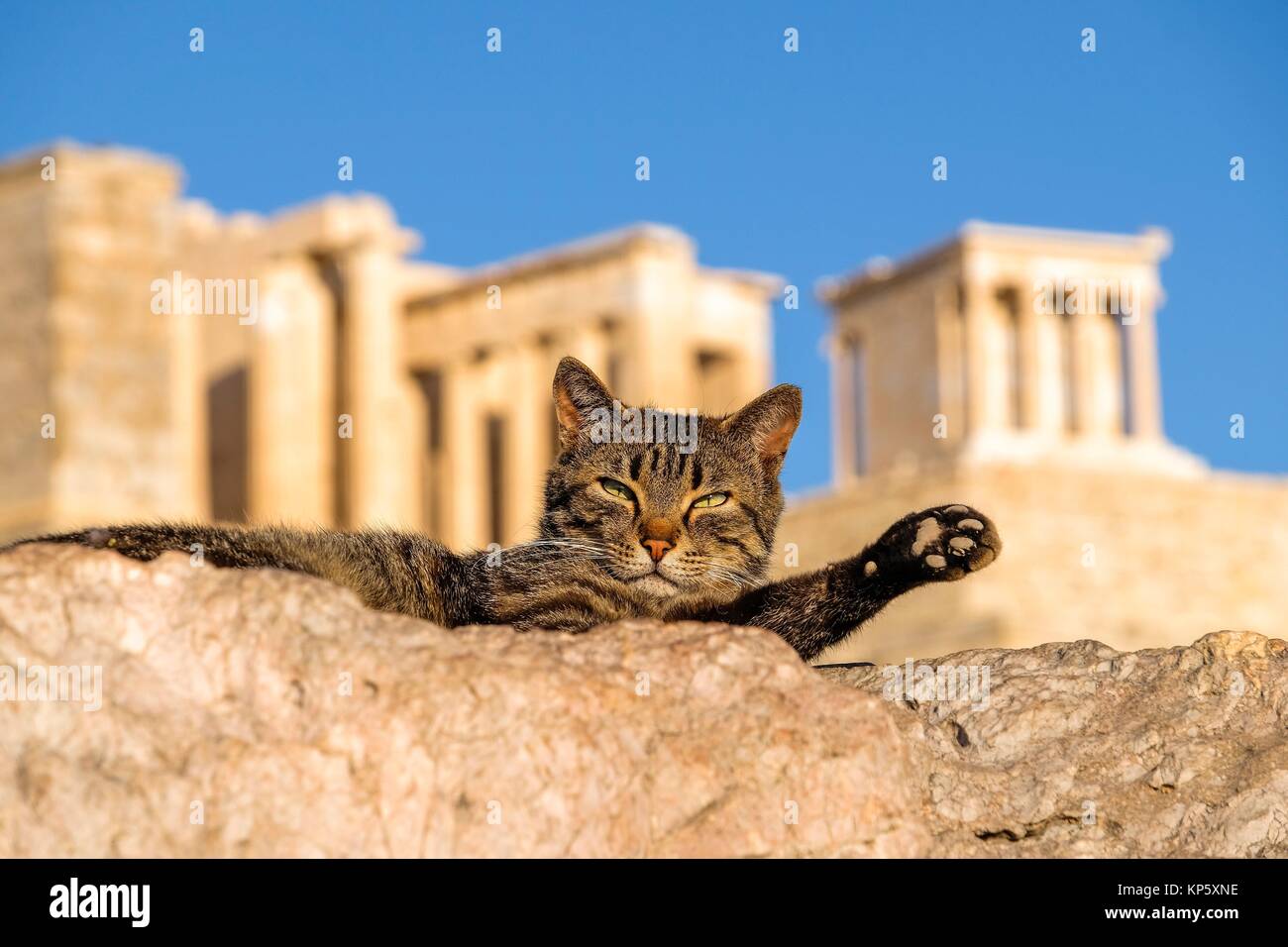 The cat of the hill in front of the Acropolis in Athens, Greece Stock ...
