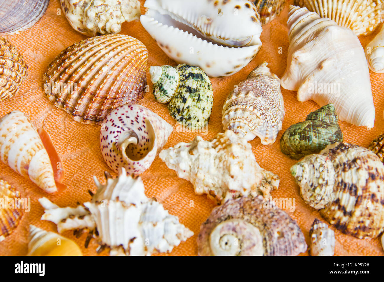 Photo of lot seashells on color towel Stock Photo - Alamy