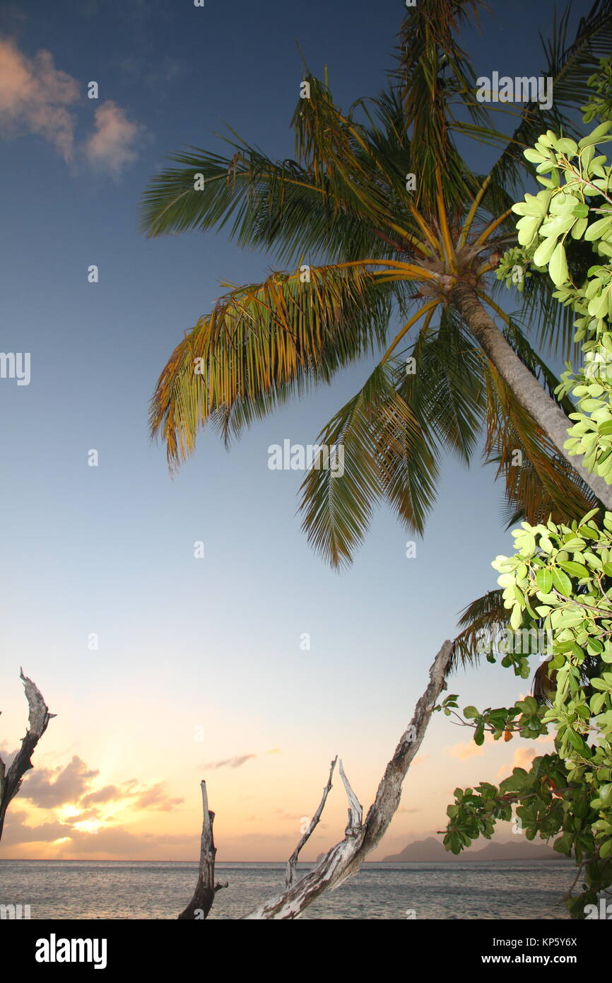 Coconut tree at the sunset - Pointe Borgnèse - Martinique - FWI Stock ...