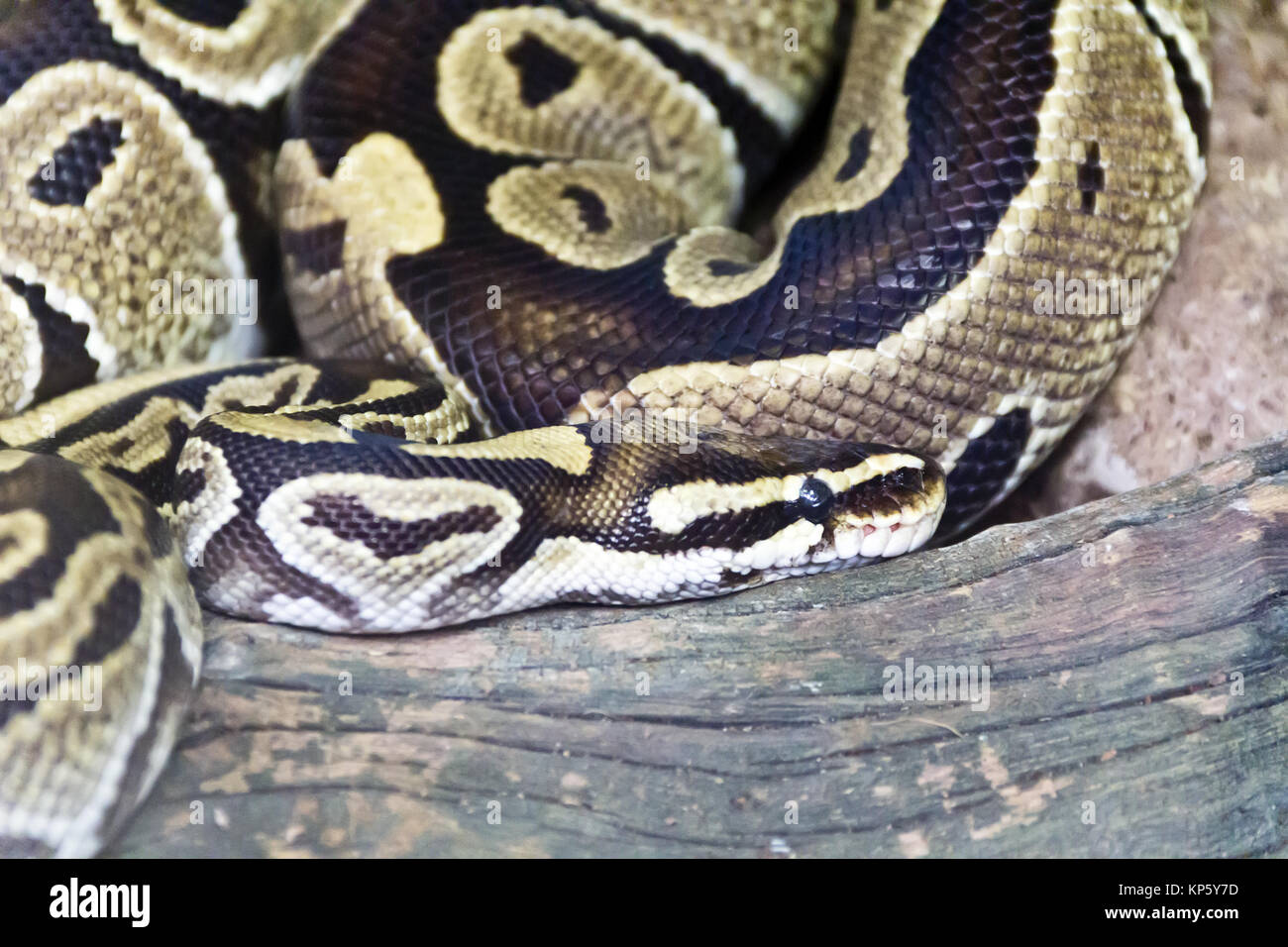 Photo of reticulated python close up in zoo Stock Photo - Alamy