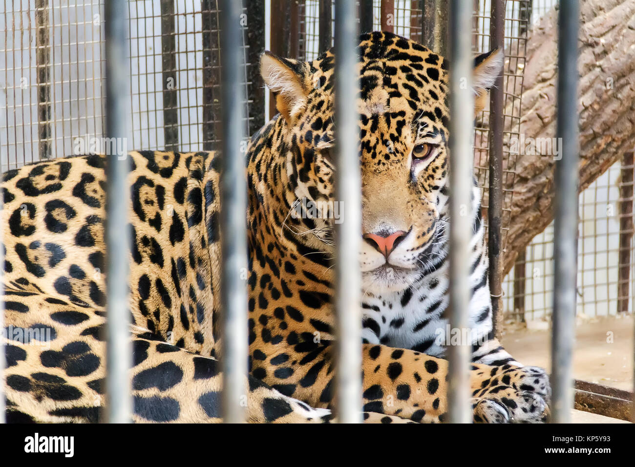 Sad lonely leopard in cage at the zoo Stock Photo - Alamy