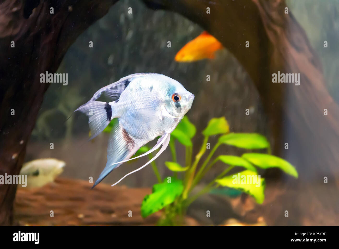 White triangle aquarium scalare fish swimming in aquatium Stock Photo ...