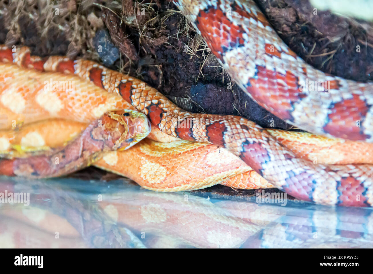 Photo of dangerous red snake in ZOO Stock Photo - Alamy