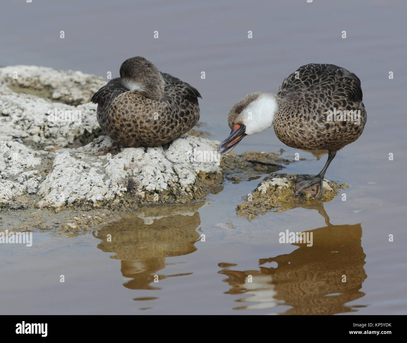 A pair of White-cheeked Pintail ducks (Anas bahamensis) rest by a ...