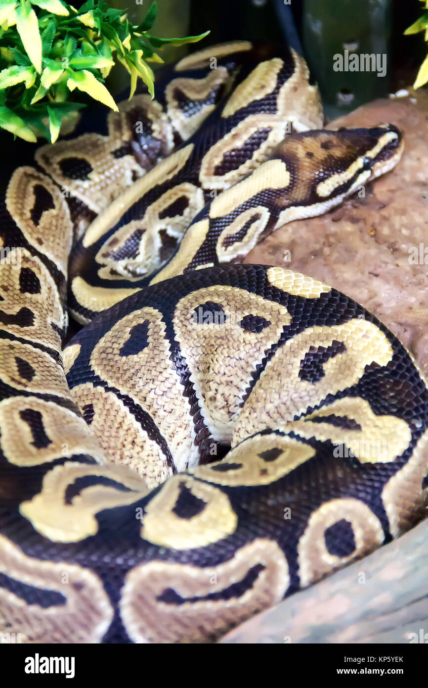 Photo of reticulated python as ring closeup in zoo Stock Photo - Alamy