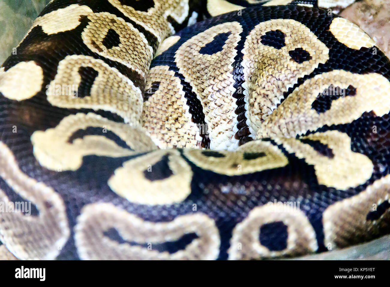 Photo of real boa snake python skin texture close up Stock Photo - Alamy