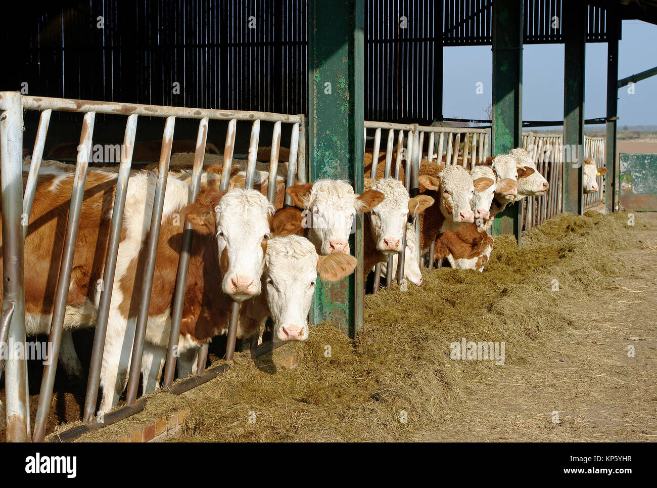 Cattle crush hi-res stock photography and images - Alamy