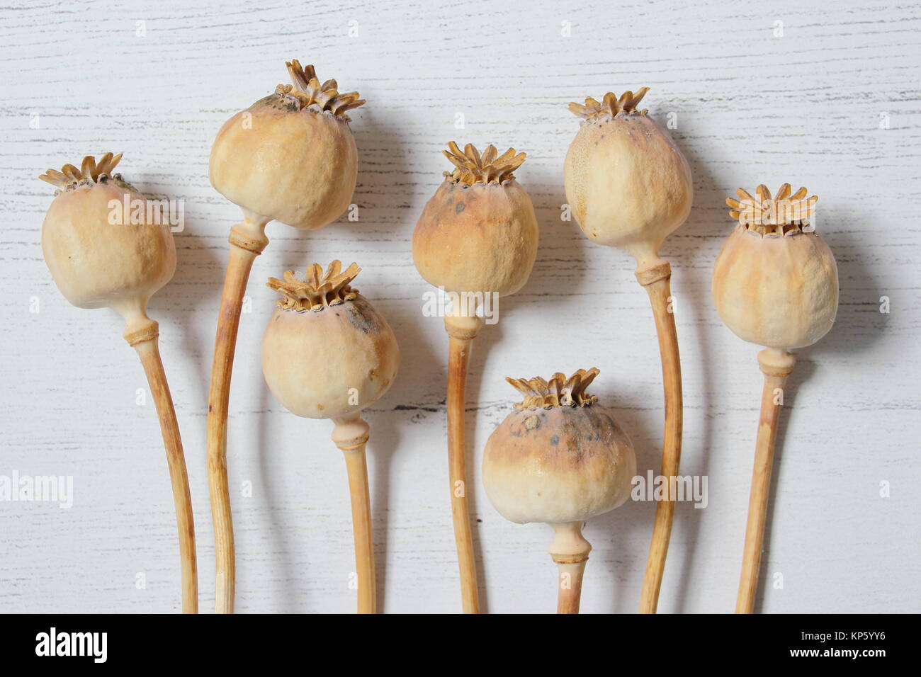Dried seed heads of ornamental opium poppies (Papaver somniferum ...