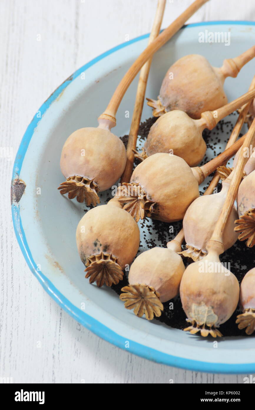 Collecting seeds from the dried seed heads of ornamental opium poppies ...