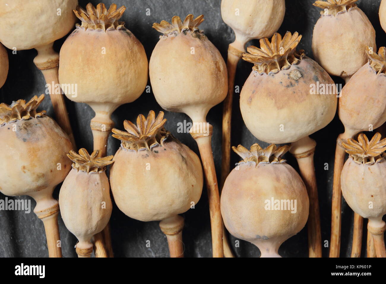 Poppy seedheads (Papaver somniferum), dried and displayed on slate. UK ...