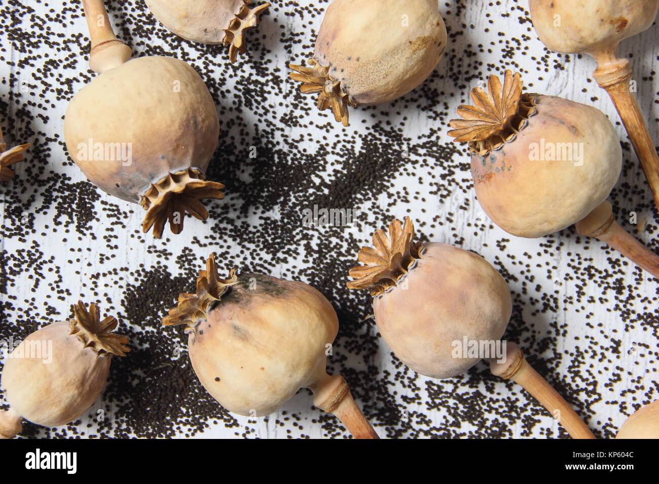 Dried seed heads and spilt seeds of ornamental opium poppies (Papaver ...