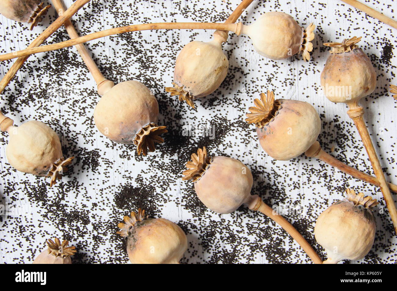 Dried seed heads and spilt seeds of ornamental opium poppies (Papaver ...