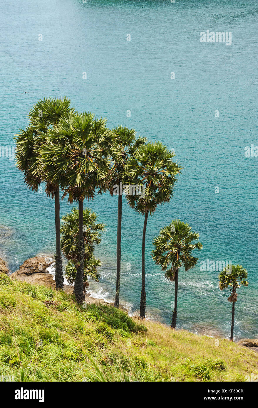 Trees in the blue sea Stock Photo - Alamy
