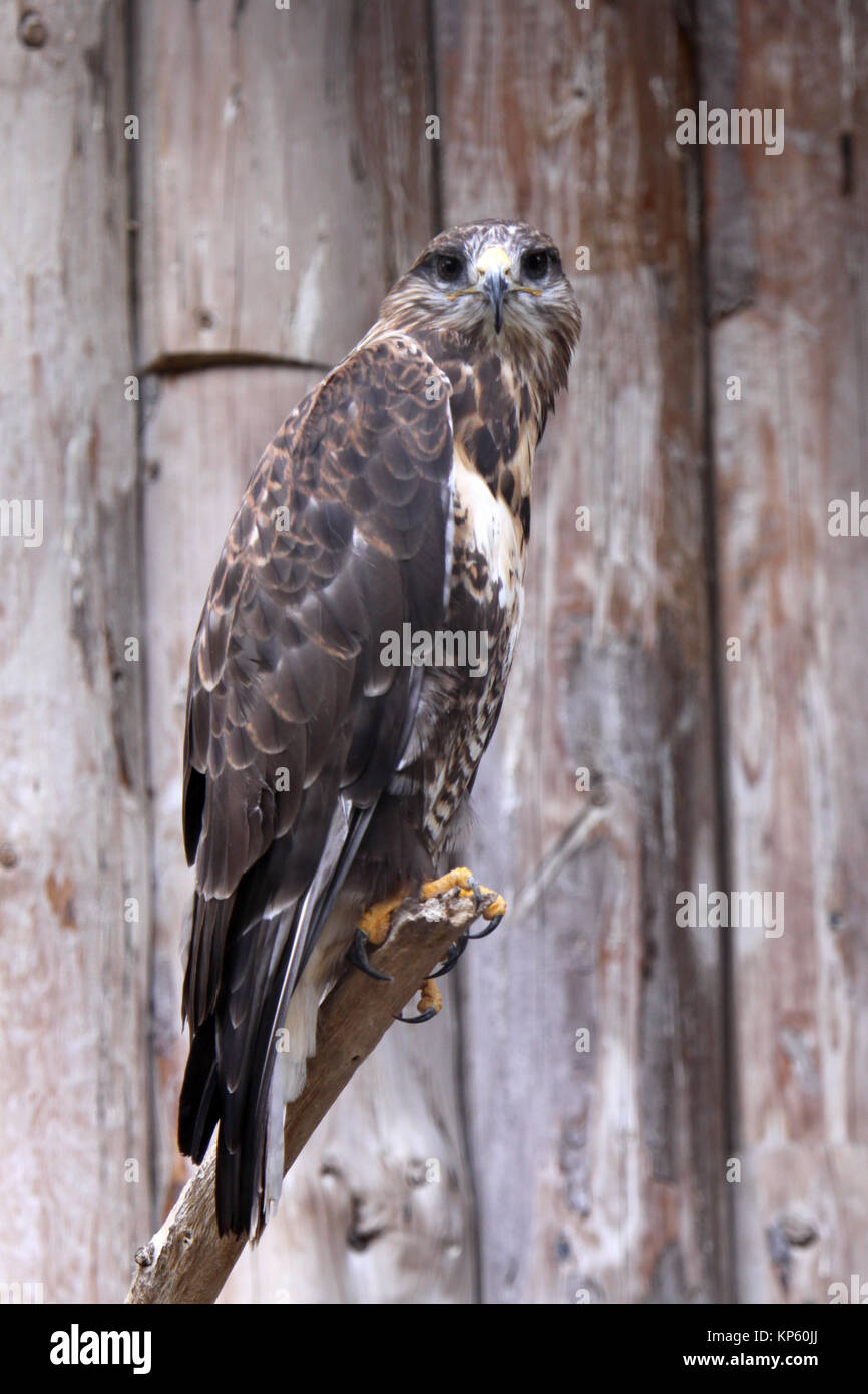 Mongolenbussard hi-res stock photography and images - Alamy