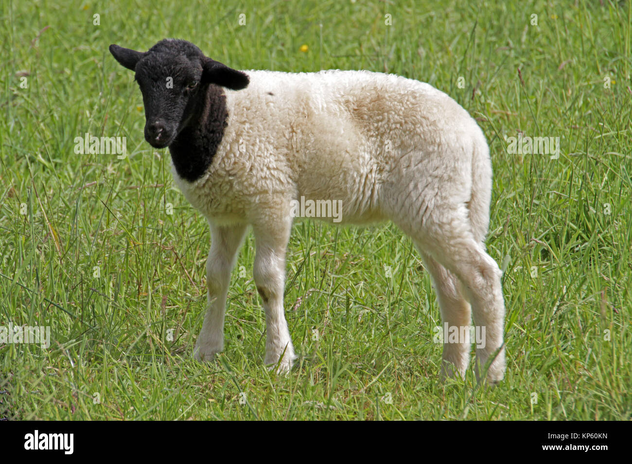 black headed sheep Stock Photo - Alamy
