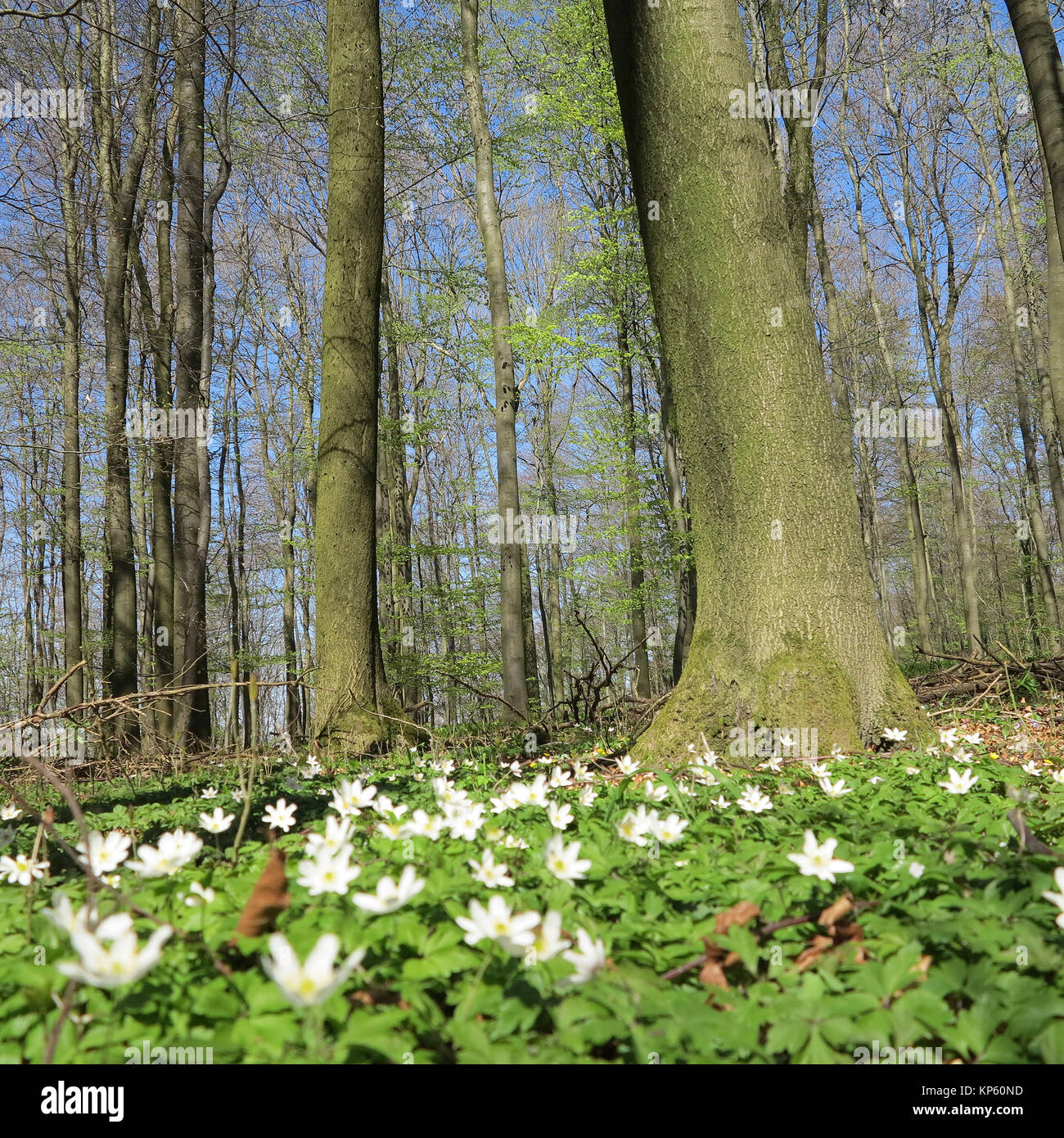 forest with wood anemone Stock Photo - Alamy