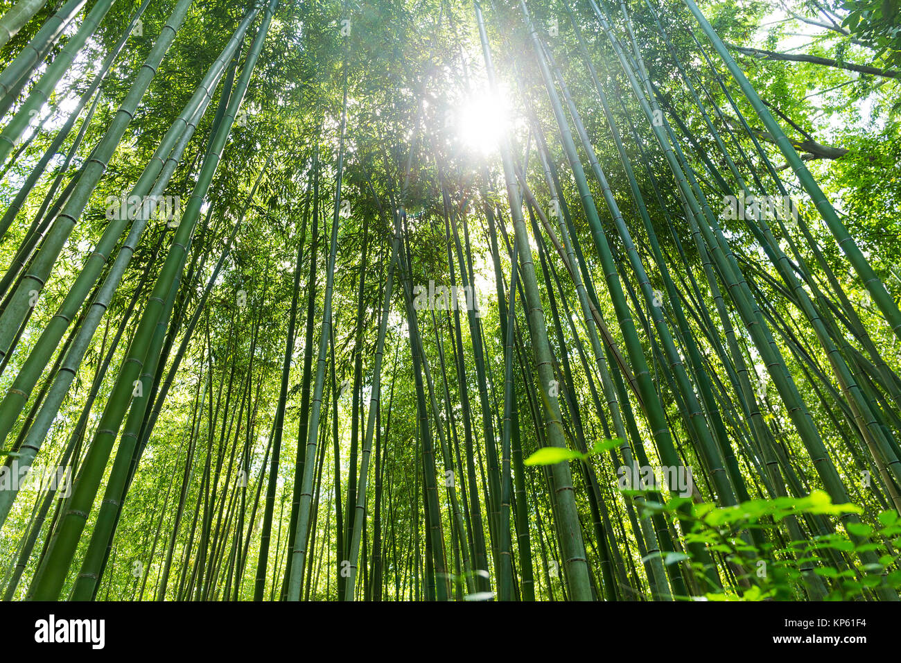 High Bamboo forest Stock Photo - Alamy