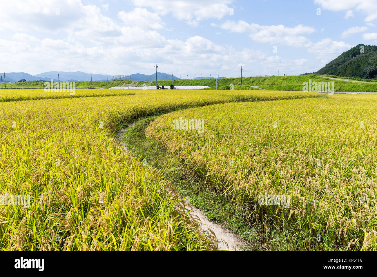 Sunshine sunshine panorama paddy field hi-res stock photography and ...